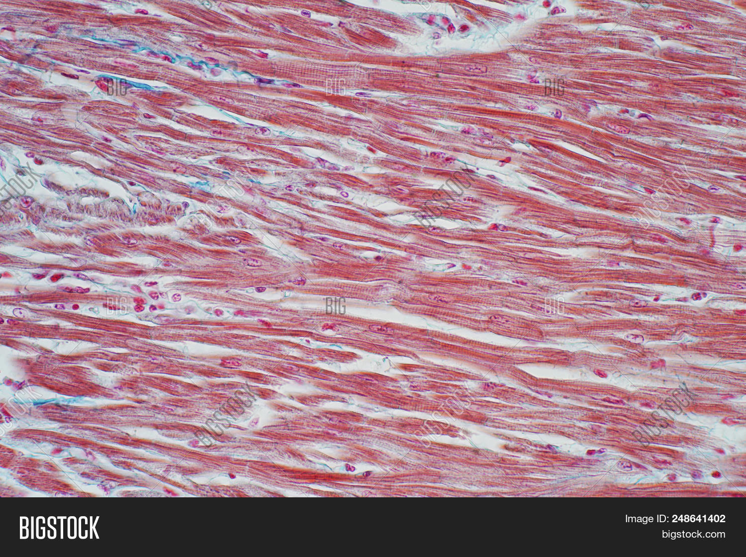Histology billede og foto (gratis prøveperiode) | Bigstock