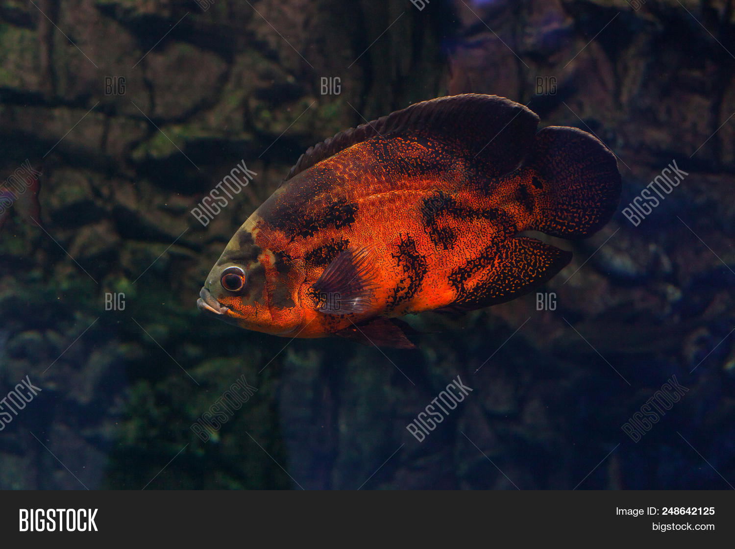 Astronotus Floating Image & Photo (Free Trial) | Bigstock
