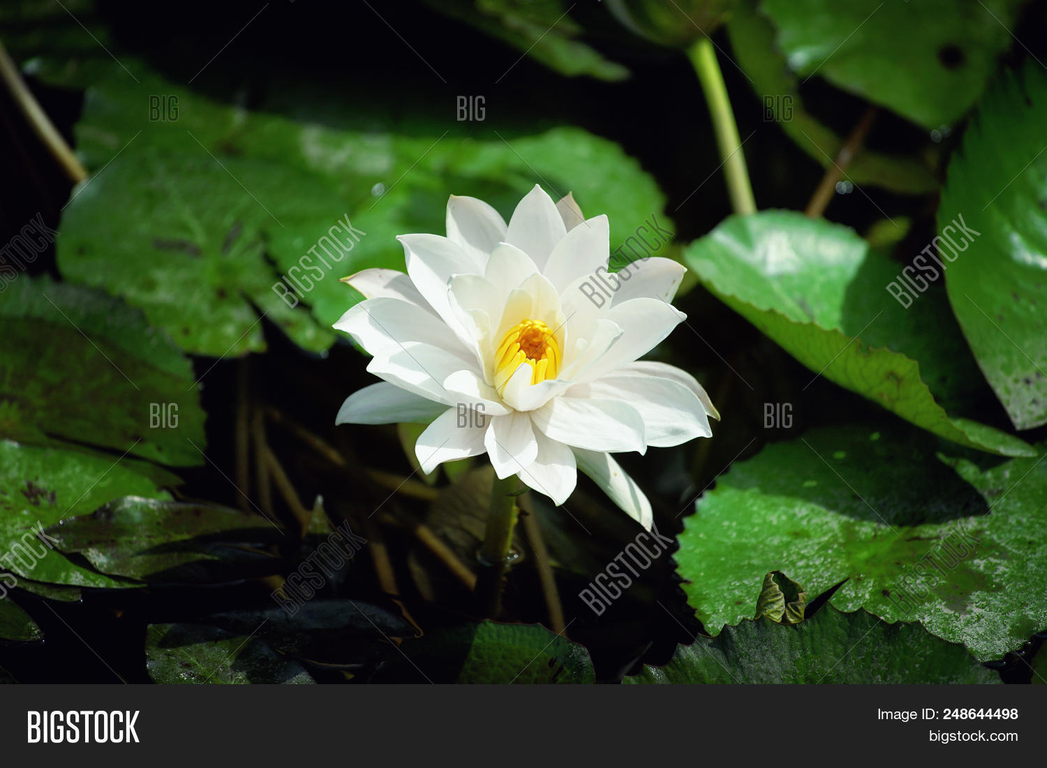 Lotus Comes Murkiest Image & Photo (Free Trial) | Bigstock