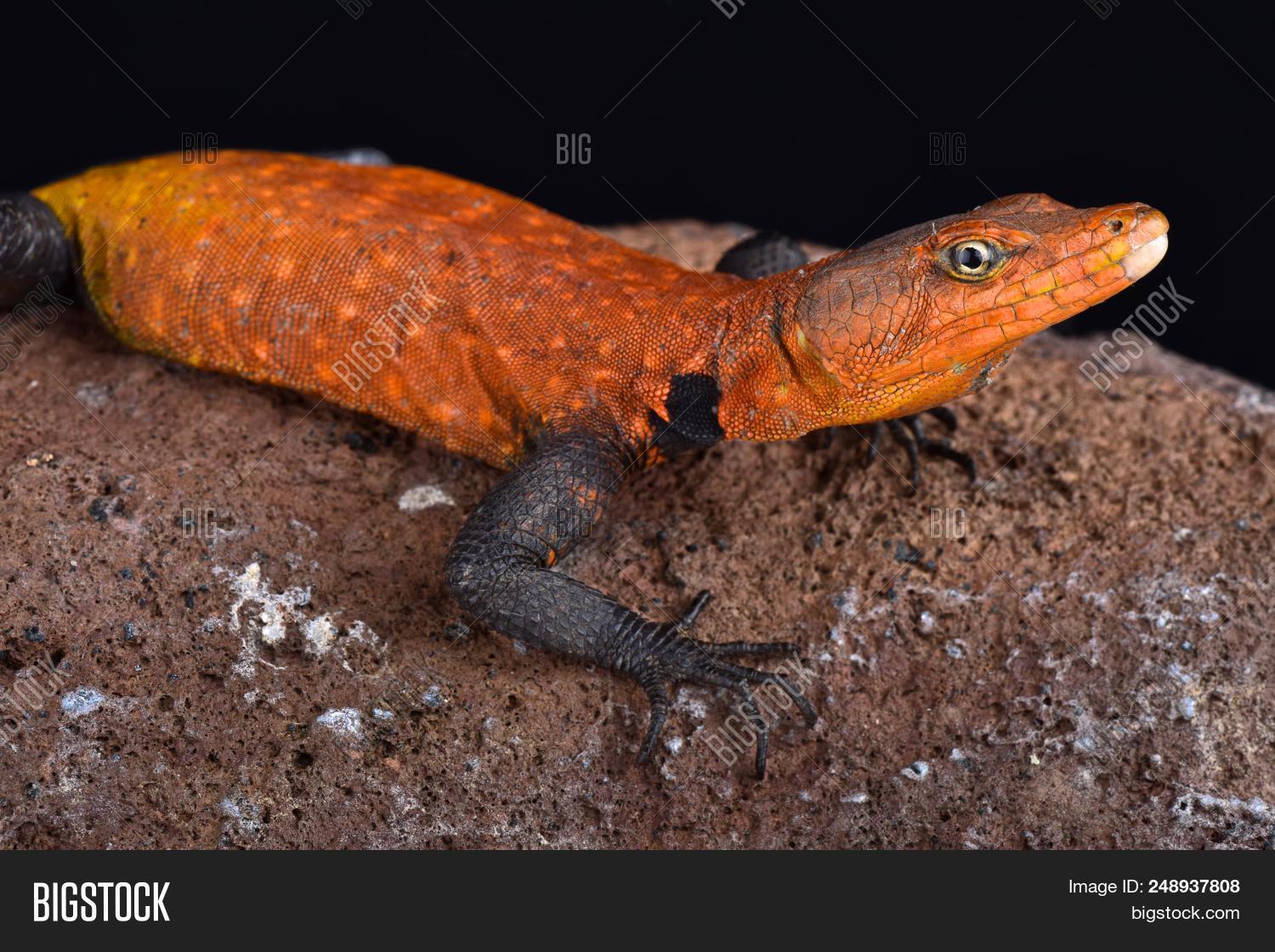 Imagen y foto Emperor Flat Lizard (prueba gratis) | Bigstock