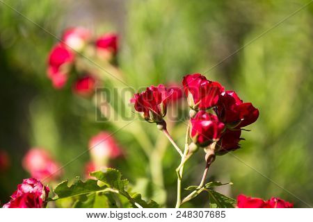 Red Small Rose Close- Image & Photo (Free Trial) | Bigstock