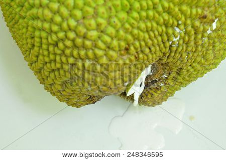 Jack Fruit Gum Flowing Image & Photo (Free Trial) | Bigstock