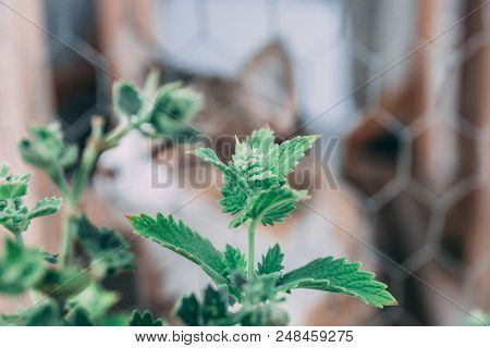 Close Catnip Cat Out Image & Photo (Free Trial) | Bigstock