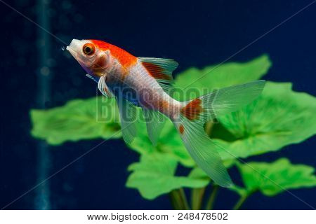Comet Goldfish Image & Photo (Free Trial) | Bigstock