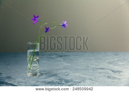 Blue Bells Miniature Image & Photo (Free Trial) | Bigstock