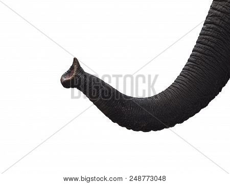 Elephants Trunk Image & Photo (Free Trial) | Bigstock