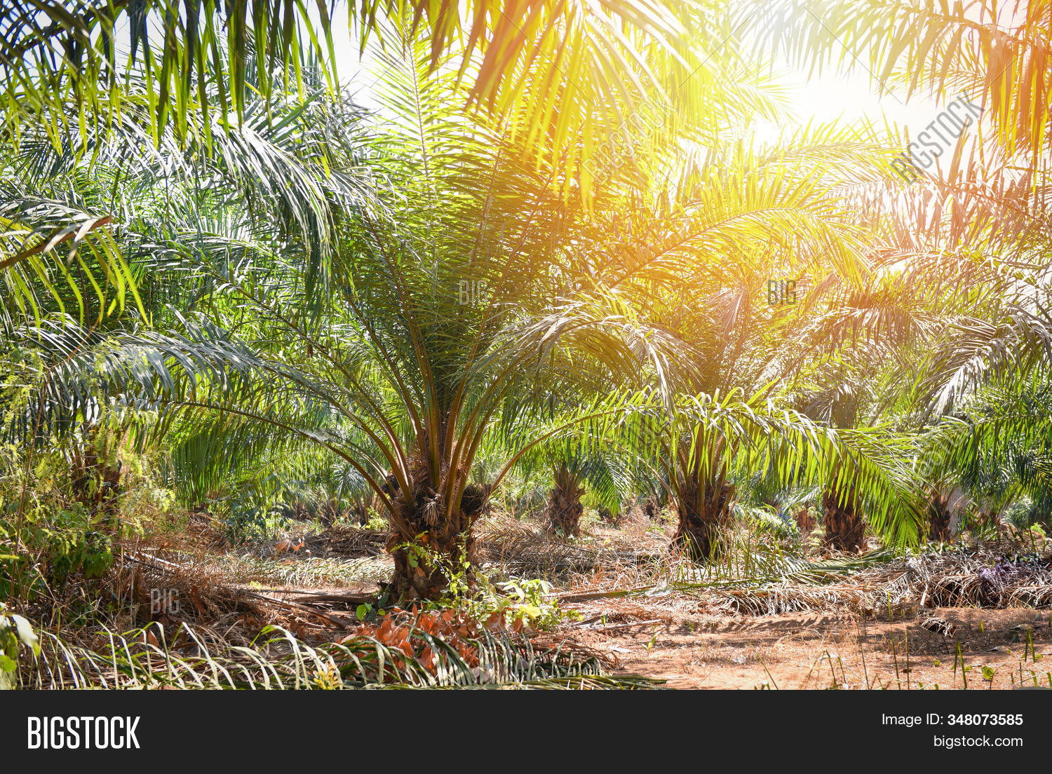 Palm Plantation Image & Photo (Free Trial) | Bigstock
