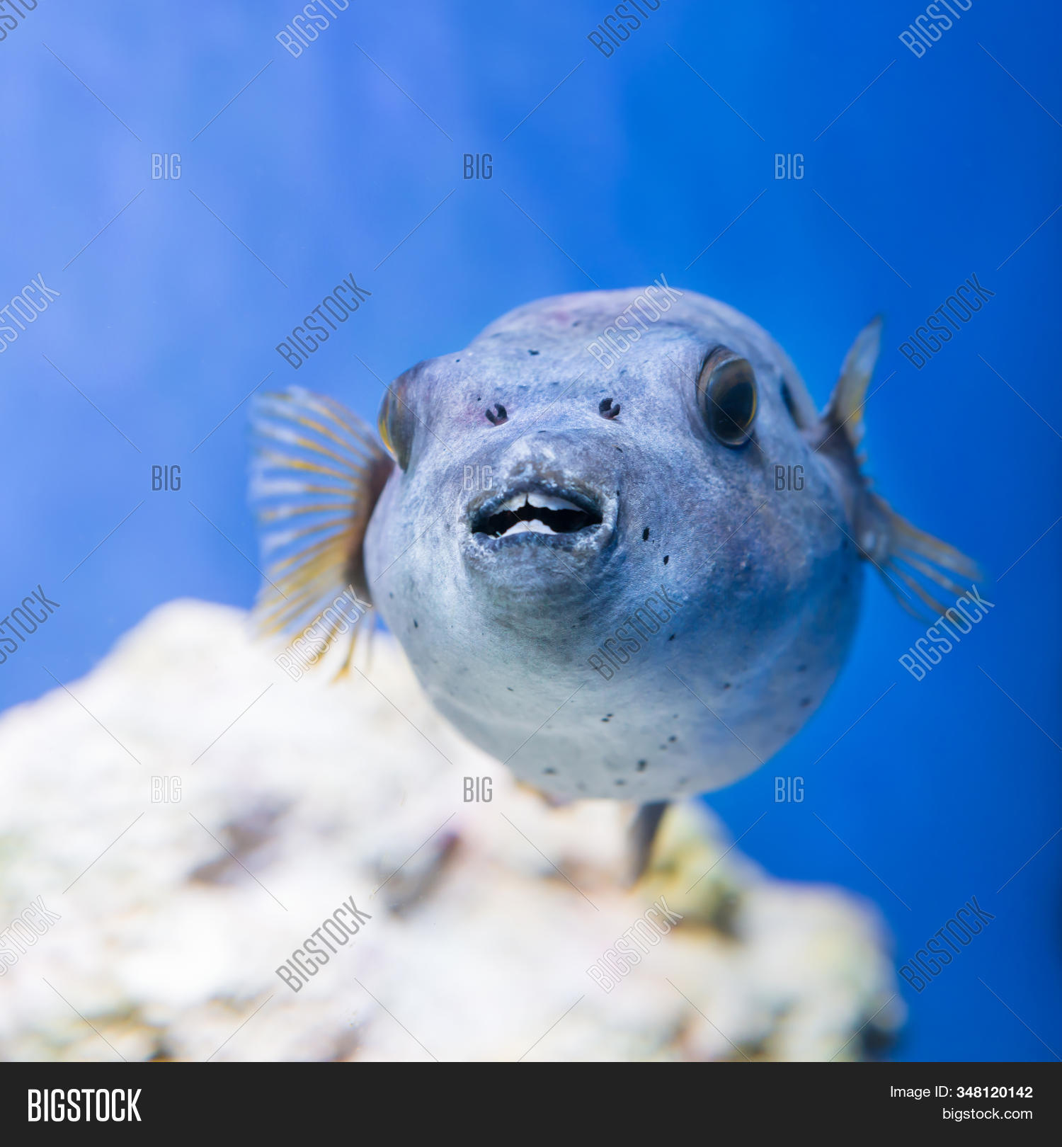 Fugu Fish Nature Image & Photo (Free Trial) | Bigstock