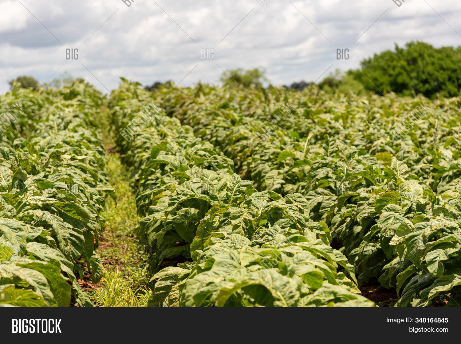 Small Smoke Leaf Image & Photo (Free Trial) | Bigstock