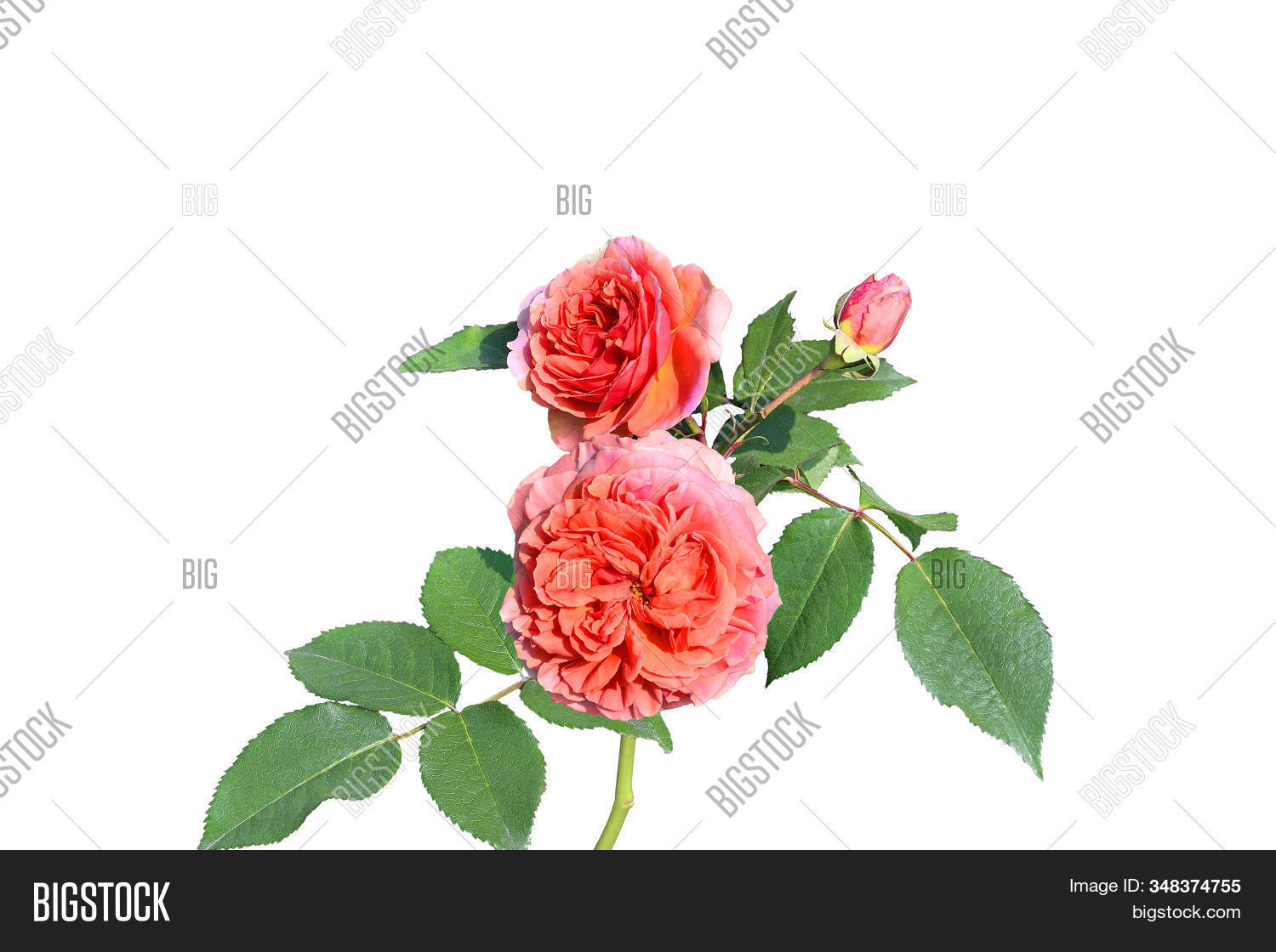 Lovely Rose Branch Two Image & Photo (Free Trial) | Bigstock
