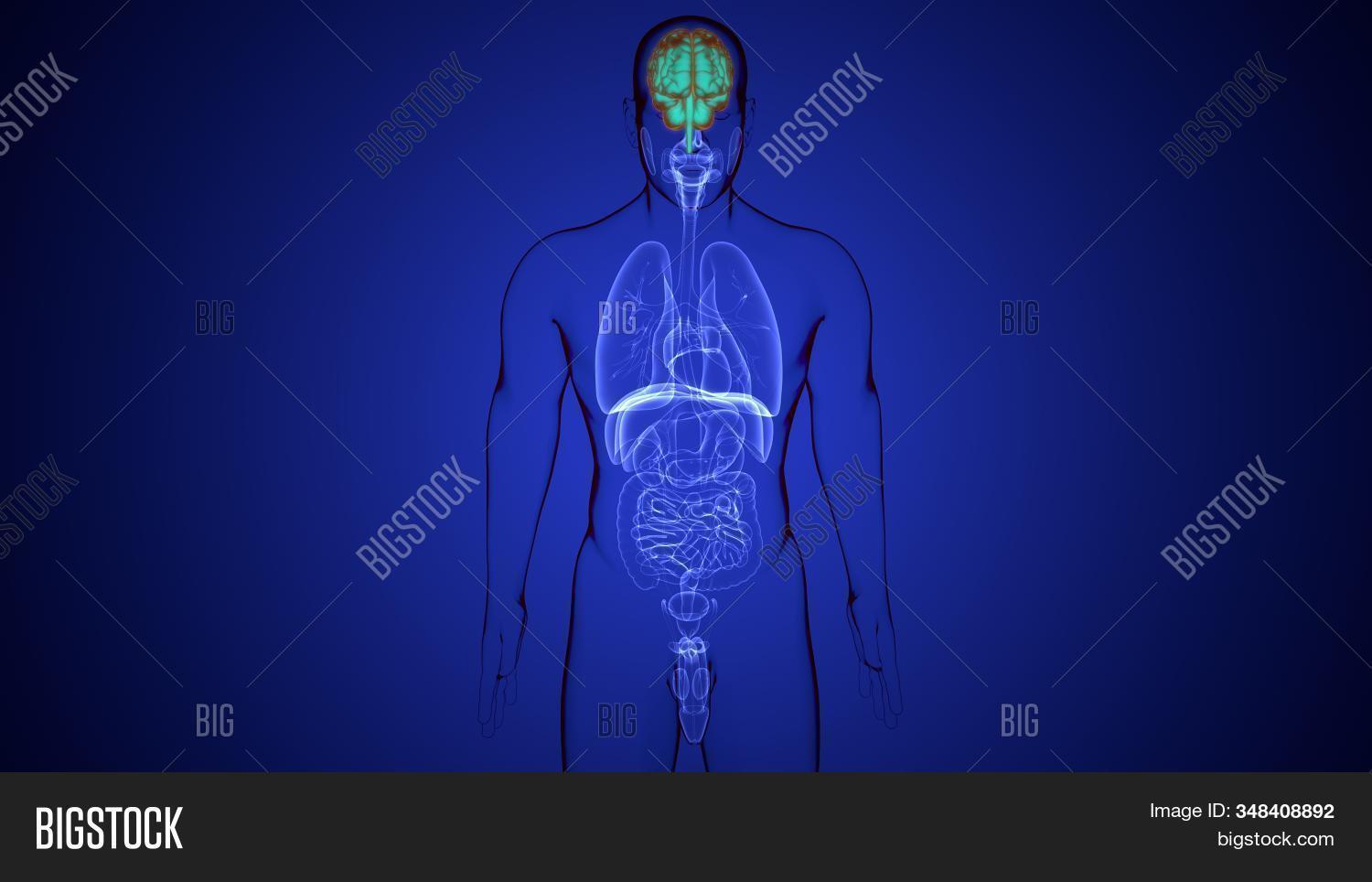 3d Render Human Body Image & Photo (Free Trial) | Bigstock