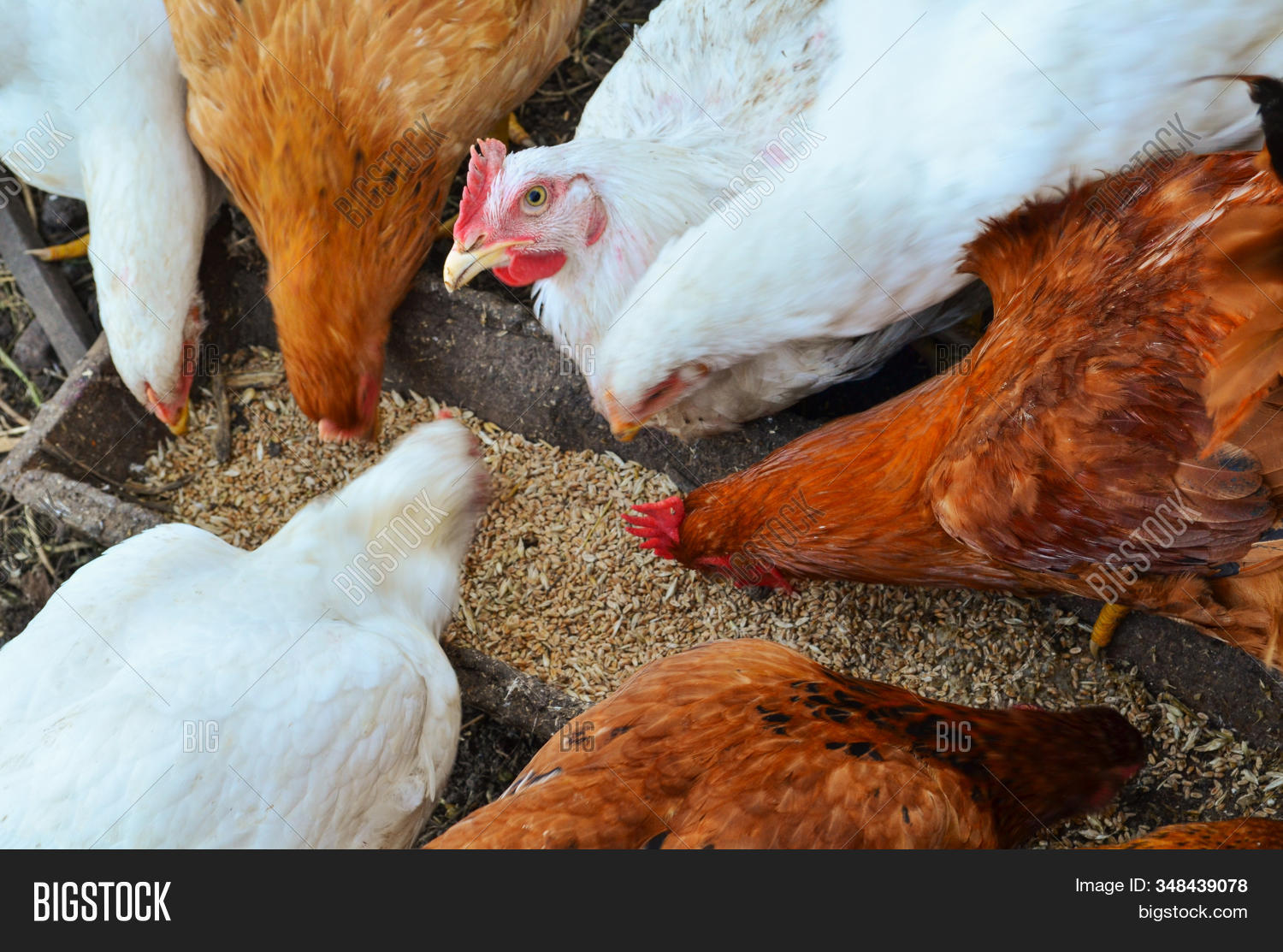 Many Chickens Eating Image & Photo (Free Trial) | Bigstock