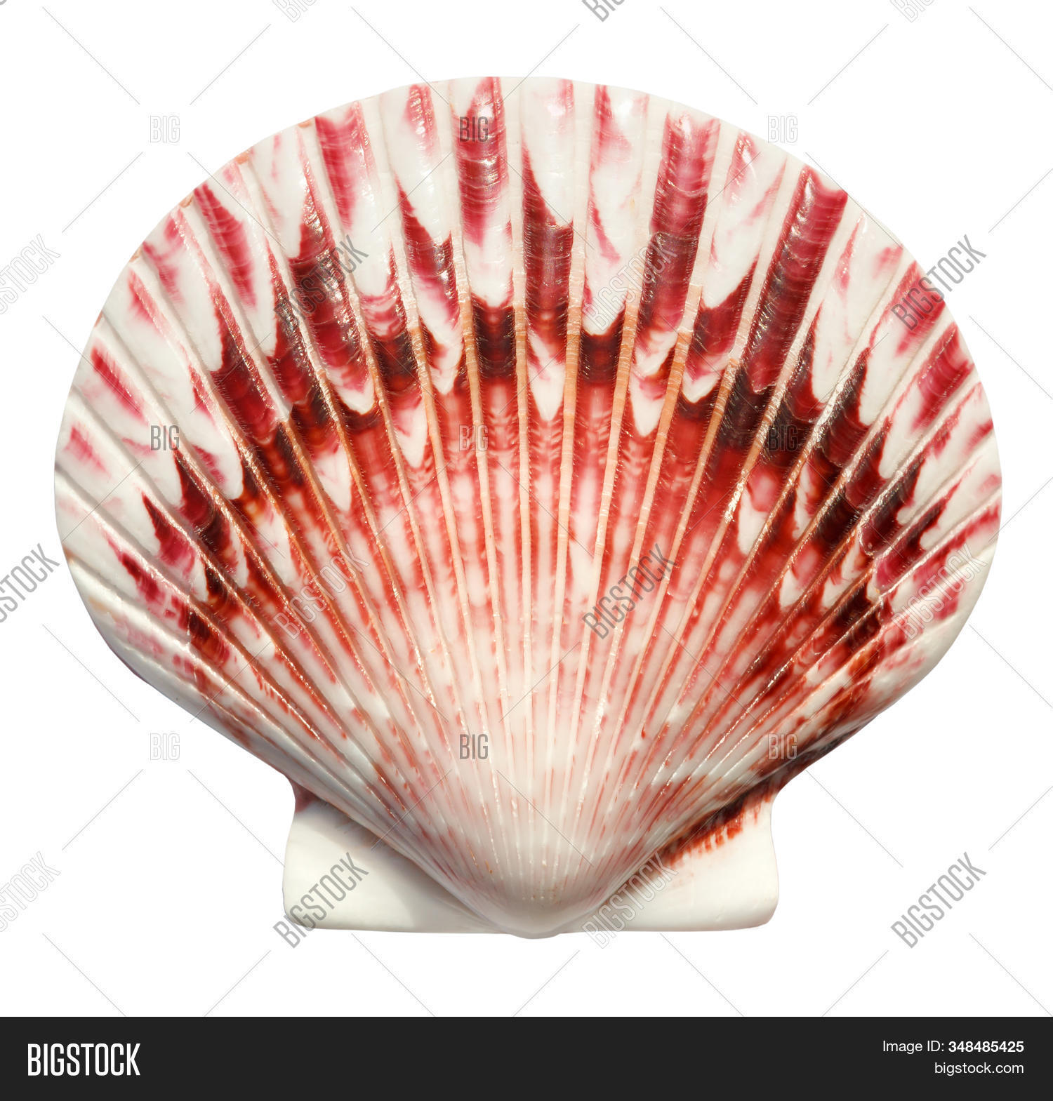 Big Beautiful Scallop Image & Photo (Free Trial) | Bigstock