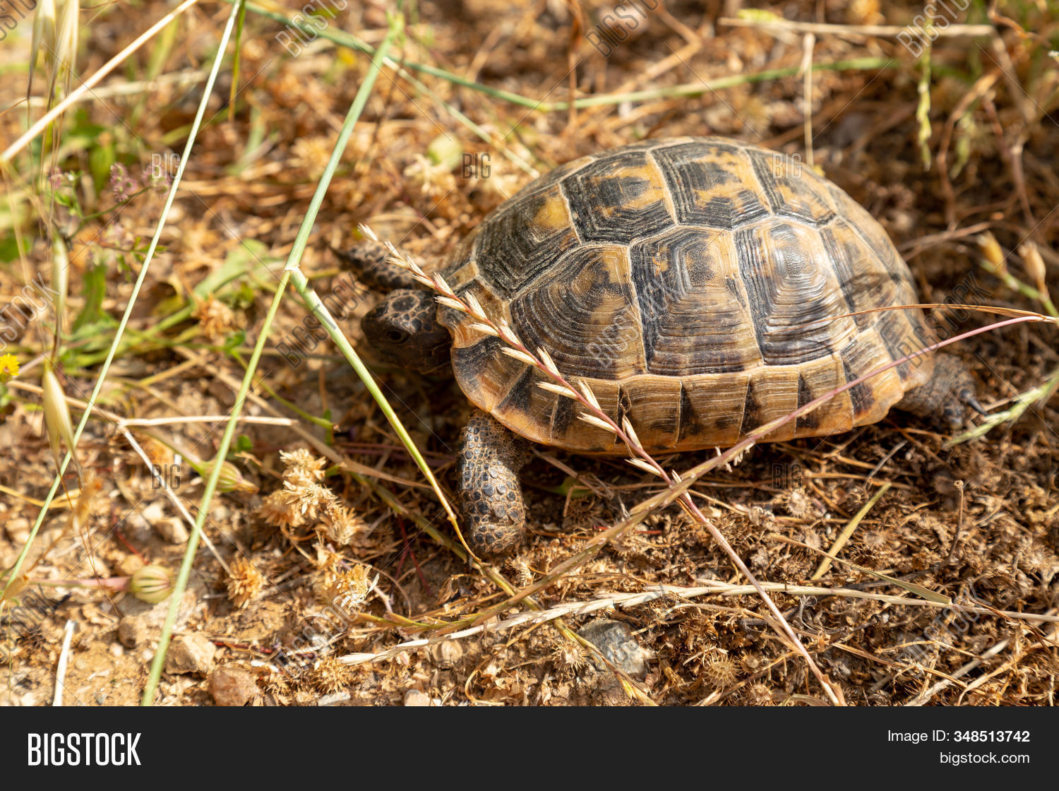 Turtle Hiding Image & Photo (Free Trial) | Bigstock