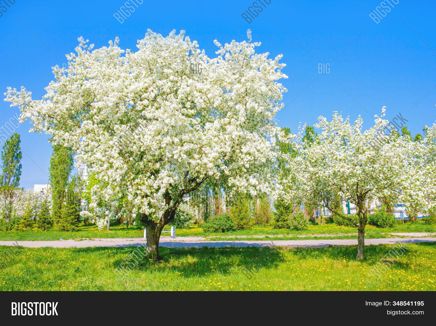 Beautiful Spring Apple Image & Photo (Free Trial) | Bigstock