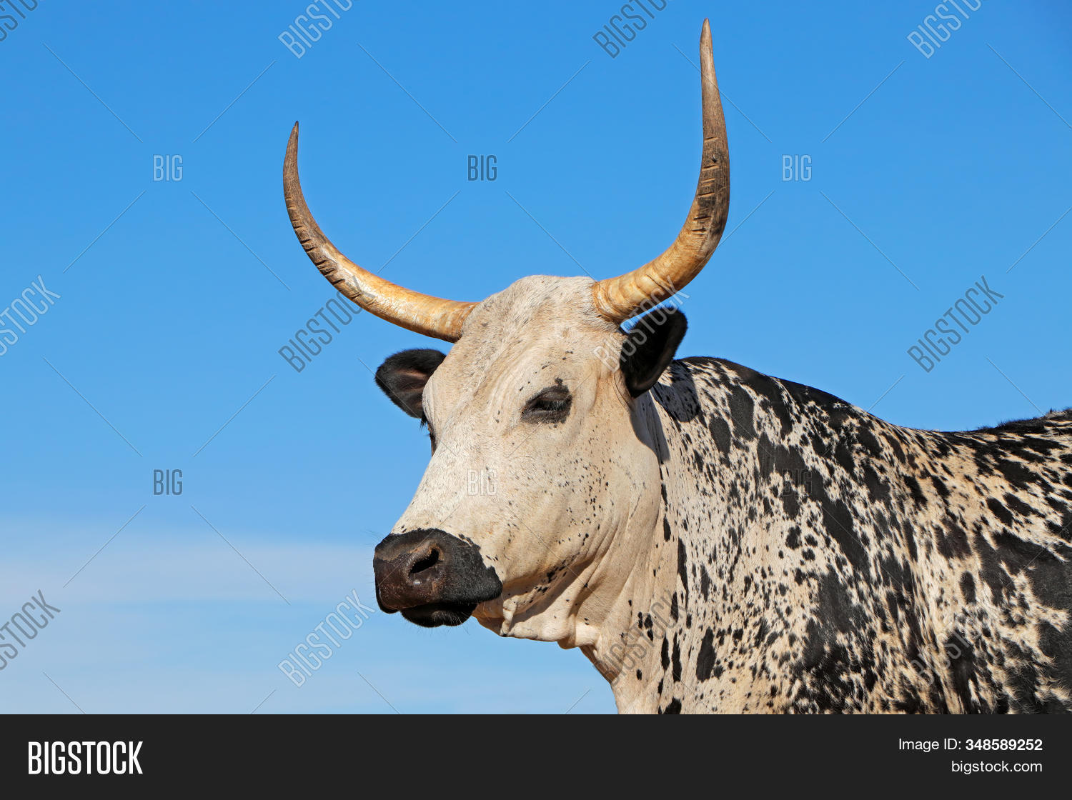 Portrait Nguni Cow - Image & Photo (Free Trial) | Bigstock