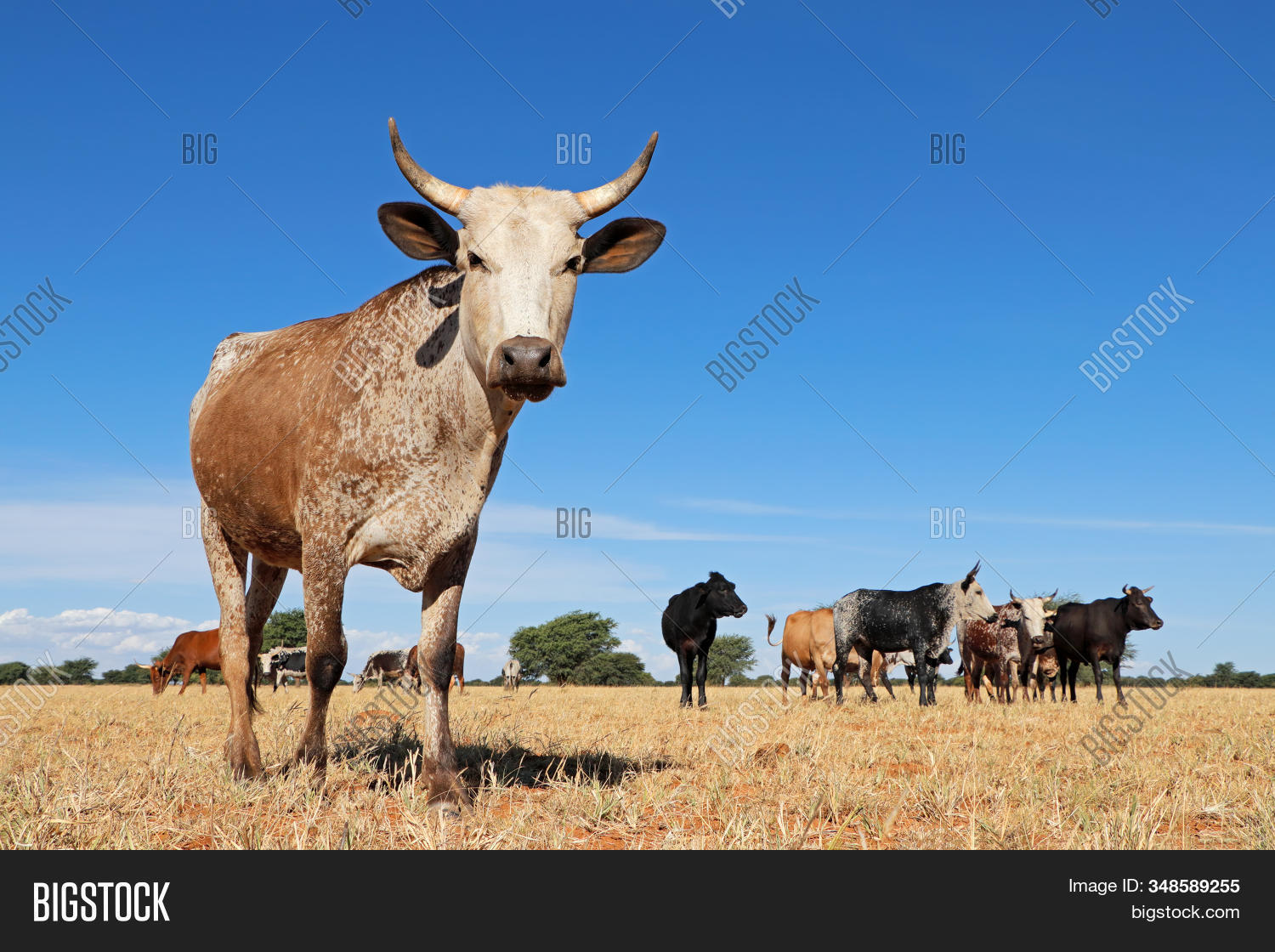 Nguni Cow - Indigenous Image & Photo (Free Trial) | Bigstock
