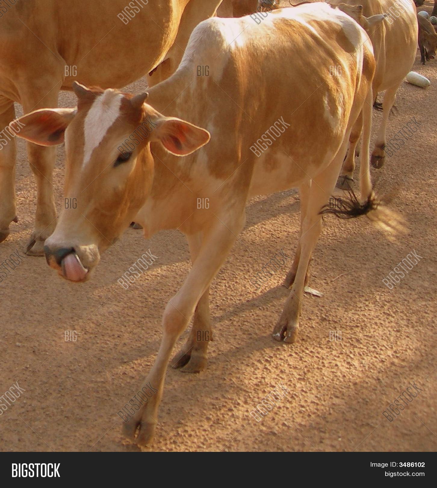 Why Is My Cow Getting Skinny at Alden Johnson blog