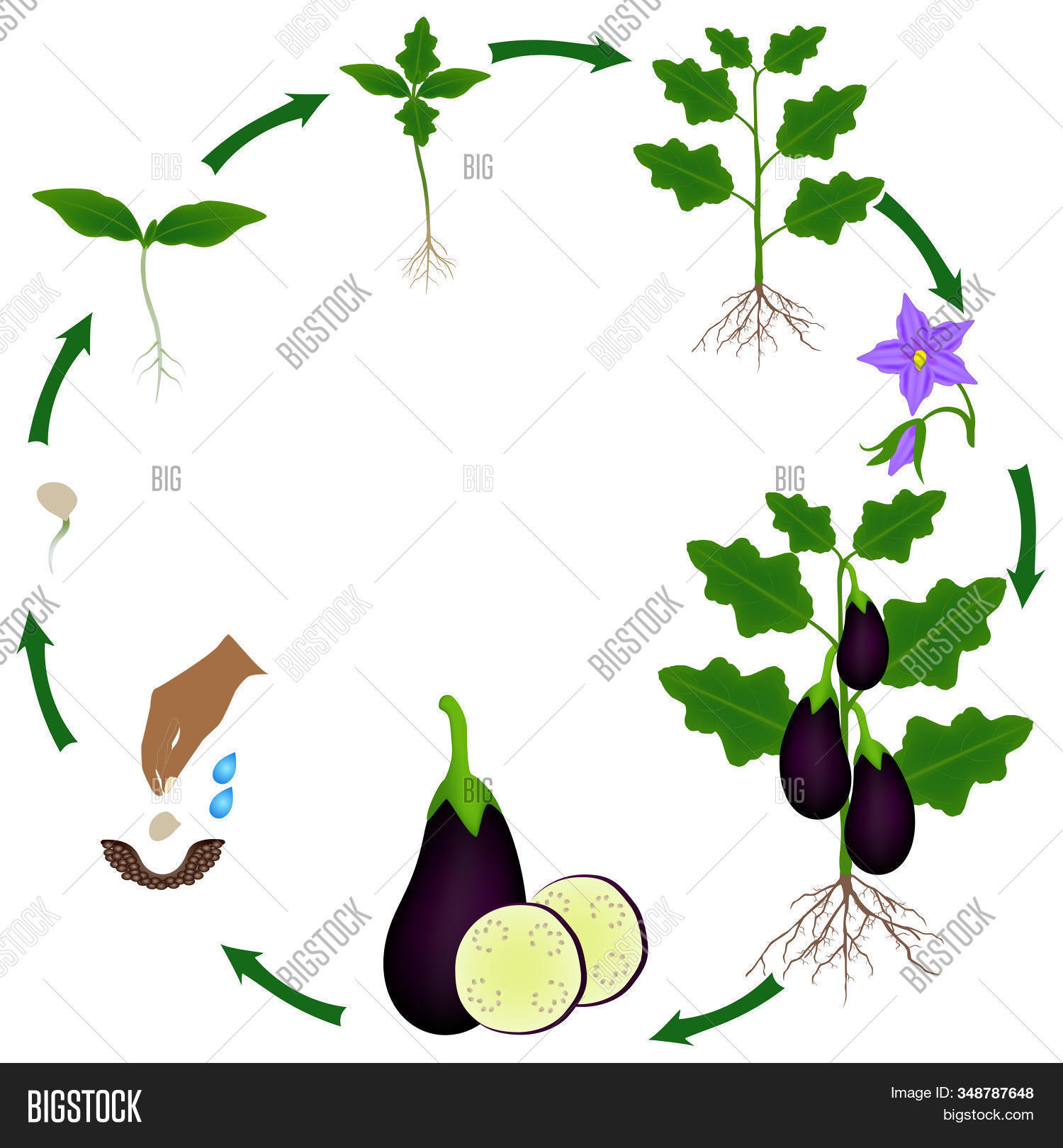 Life Cycle Eggplant Vector & Photo (Free Trial) | Bigstock