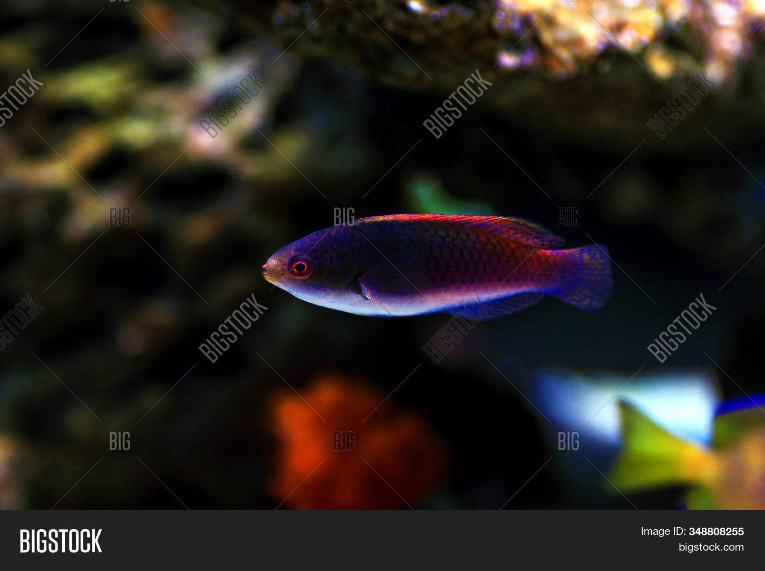 Blue Head Fairy Wrasse Image & Photo (Free Trial) | Bigstock