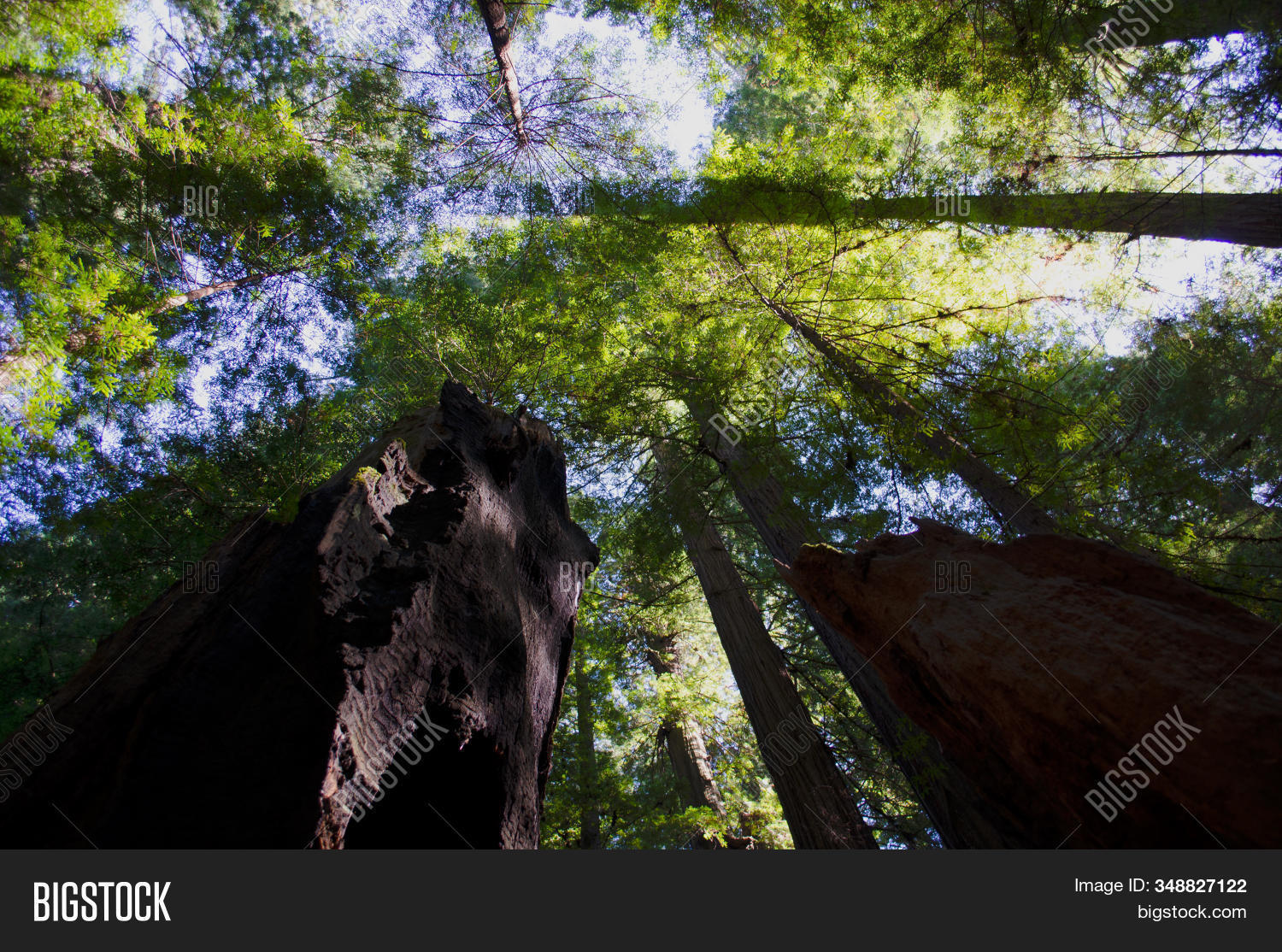 Redwood Tree Sky View Image & Photo (Free Trial) | Bigstock