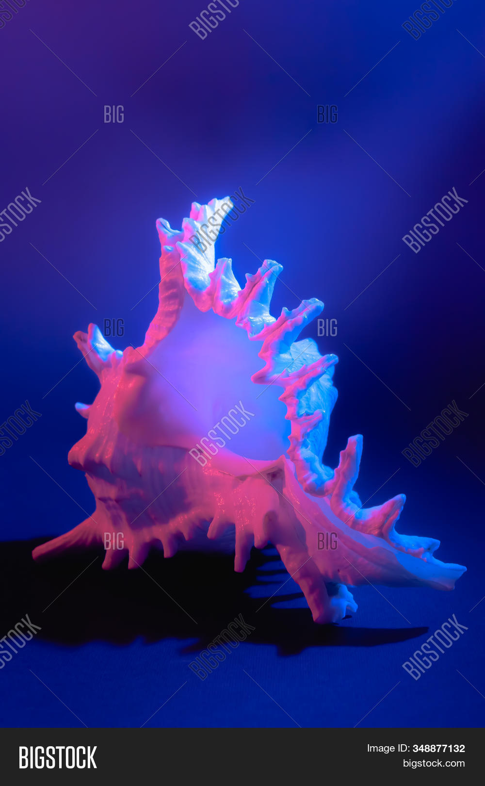 Chicoreus Ramosus Image & Photo (Free Trial) | Bigstock