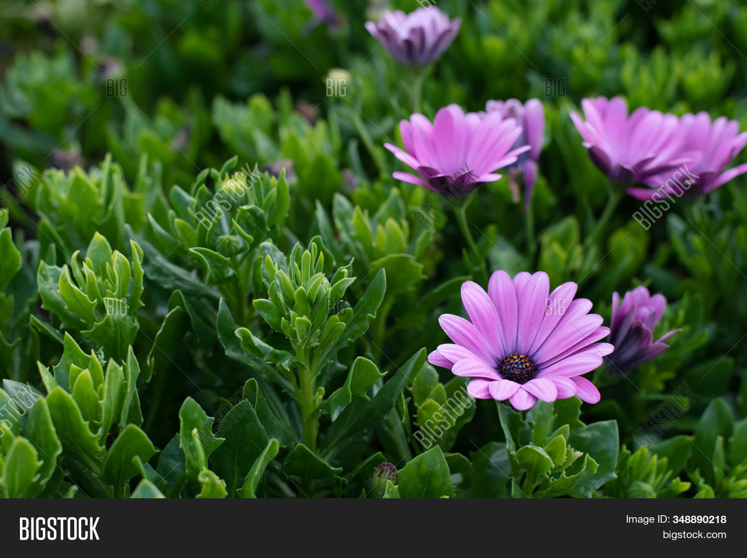 Osteospermum Purple Image & Photo (Free Trial) | Bigstock