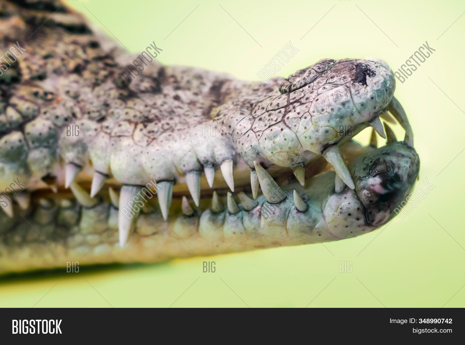 Open Mouth Crocodile Image & Photo (Free Trial) | Bigstock