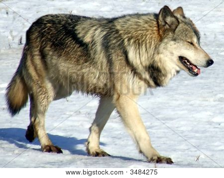 Alpha Wolf Images, Illustrations & Vectors (Free) - Bigstock