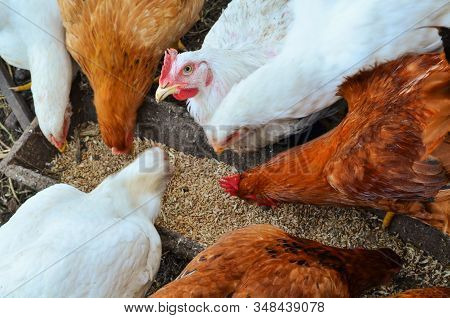 Many Chickens Eating Image & Photo (Free Trial) | Bigstock