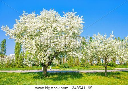 Beautiful Spring Apple Image & Photo (Free Trial) | Bigstock