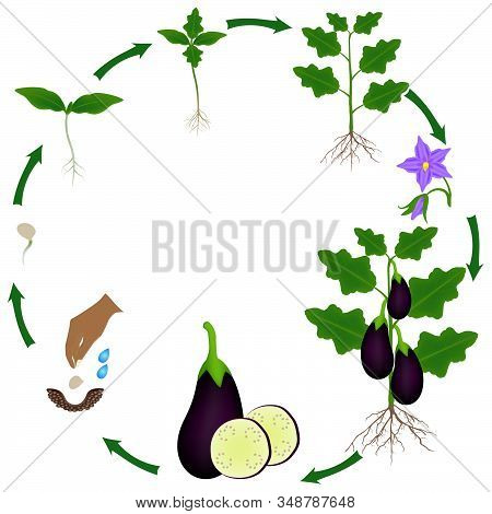 Life Cycle Eggplant Vector & Photo (Free Trial) | Bigstock