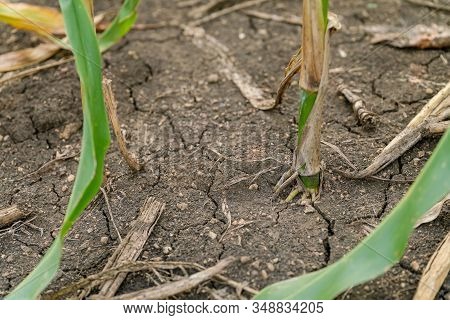 Roots Complete Corn Image & Photo (Free Trial) | Bigstock