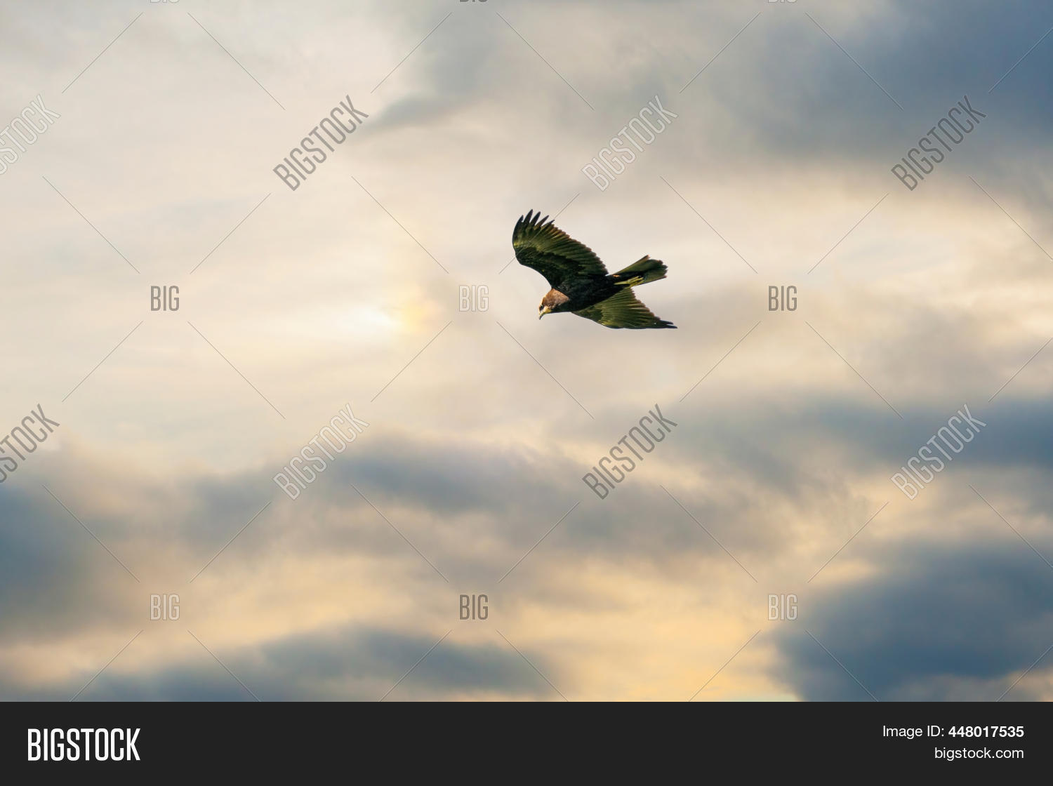 Buzzard Flight Wings Image & Photo (Free Trial) | Bigstock