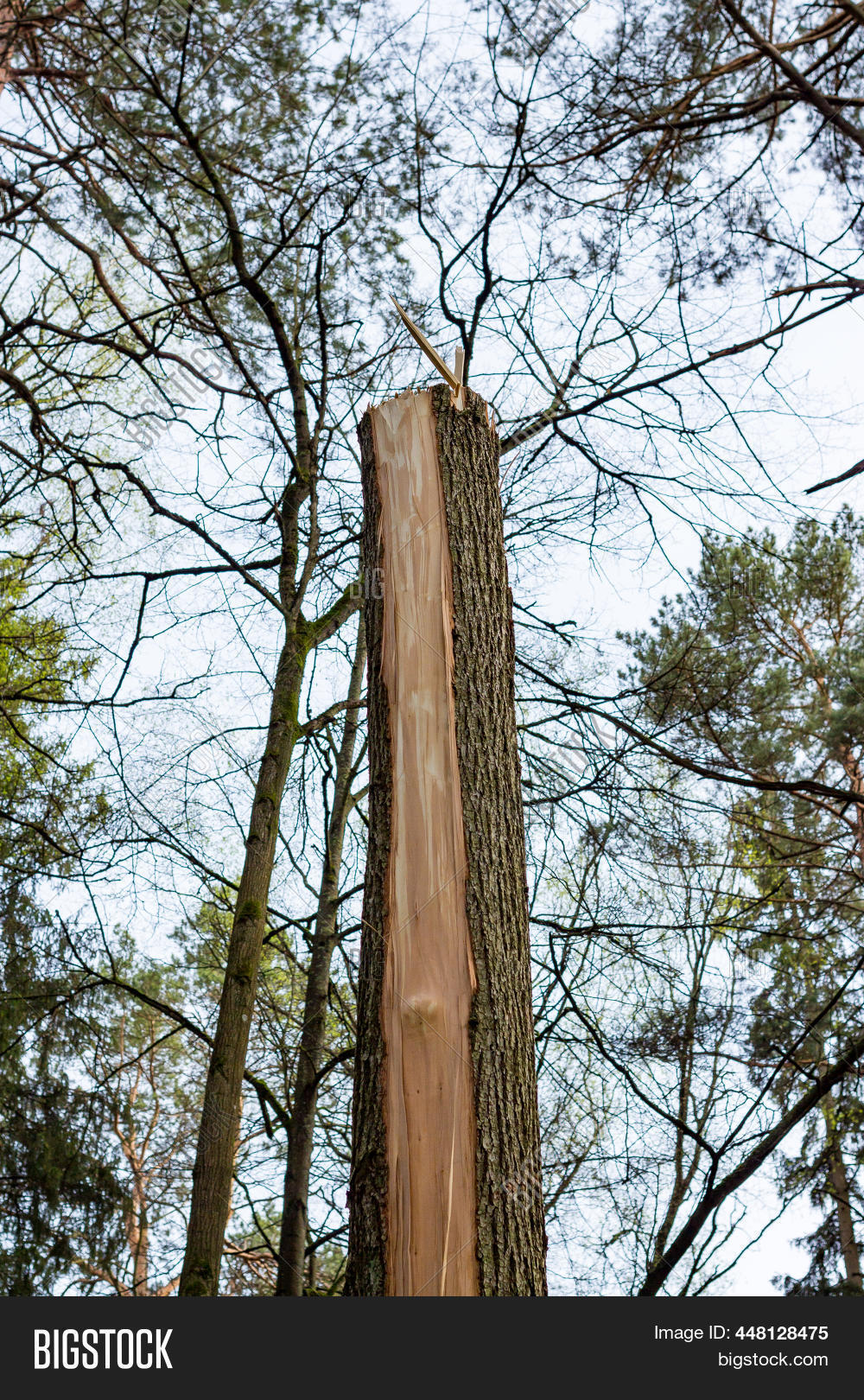 Broken Tree Trunk Half Image & Photo (Free Trial) | Bigstock