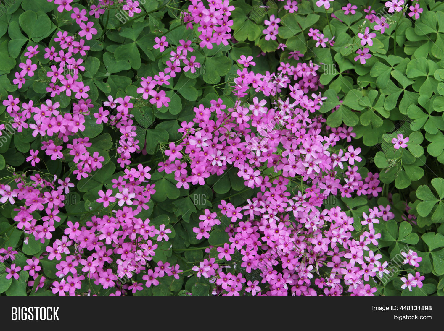 Oxalis Wood Sorrel Image & Photo (Free Trial) | Bigstock
