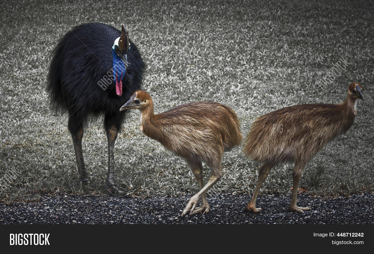 Two Cassowary Chicks Image & Photo (Free Trial) | Bigstock