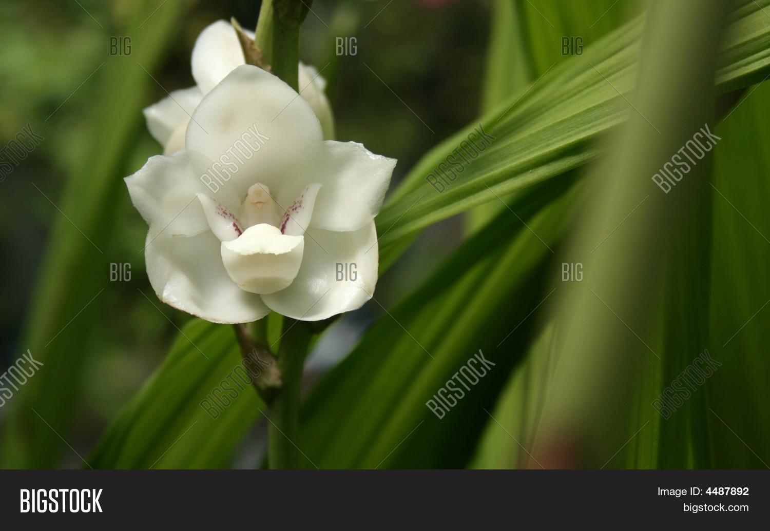 Peristeria Elata Image & Photo (Free Trial) | Bigstock