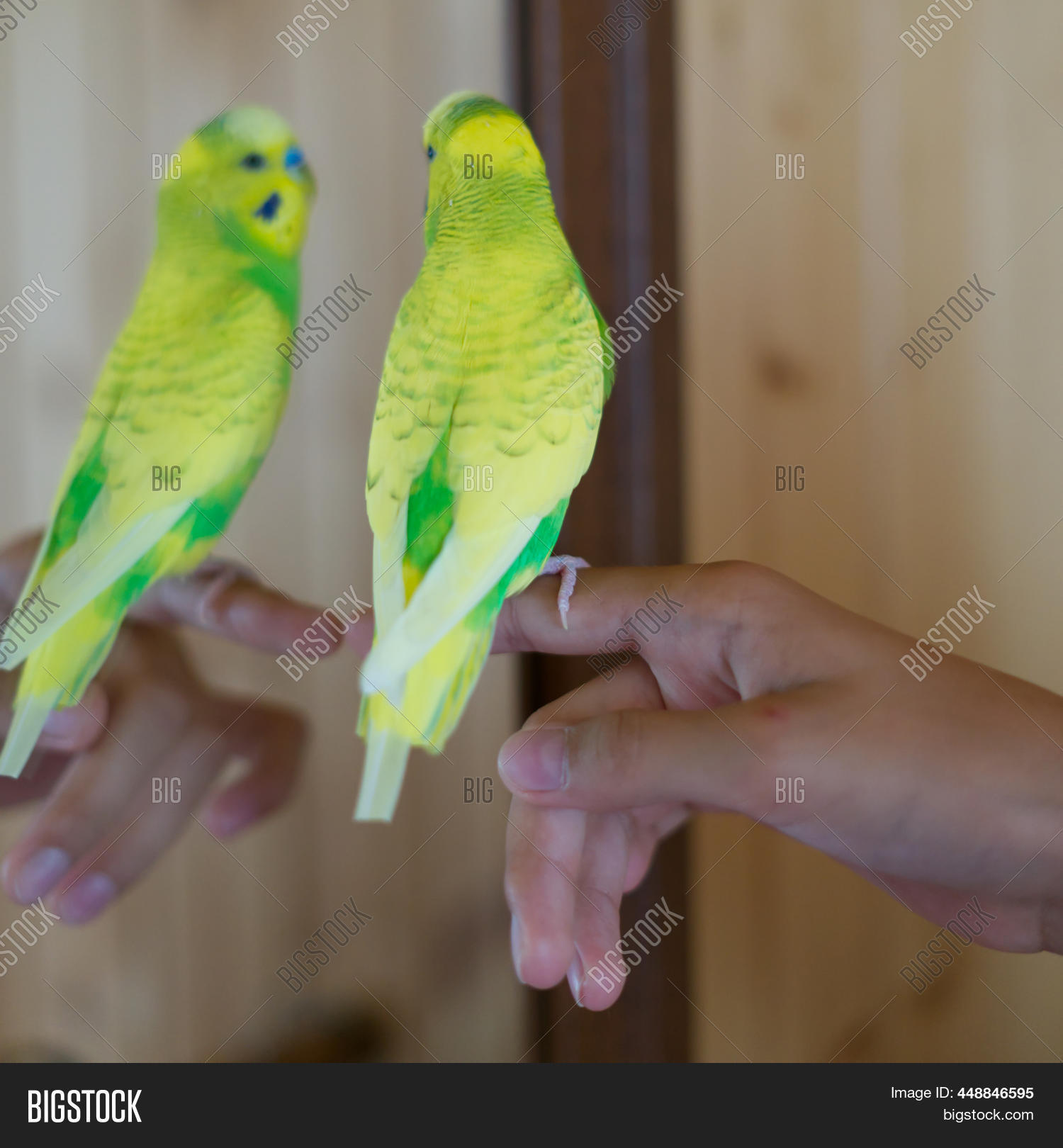 Wavy Parrot Yellow- Image & Photo (Free Trial) | Bigstock