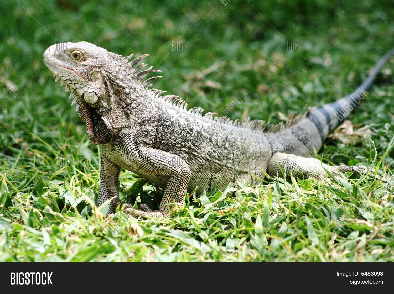 Grey Iguana Image & Photo (Free Trial) | Bigstock