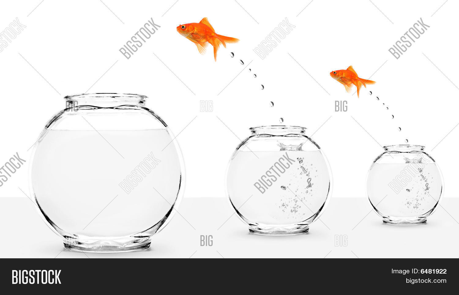 Two Goldfish Jumping Image & Photo (Free Trial) | Bigstock