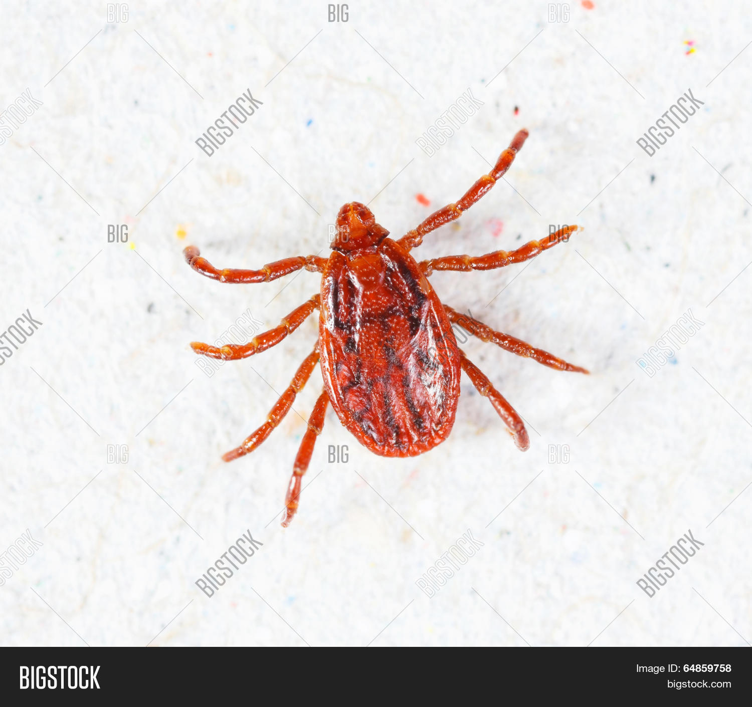Male Rhipicephalus Image & Photo (Free Trial) | Bigstock
