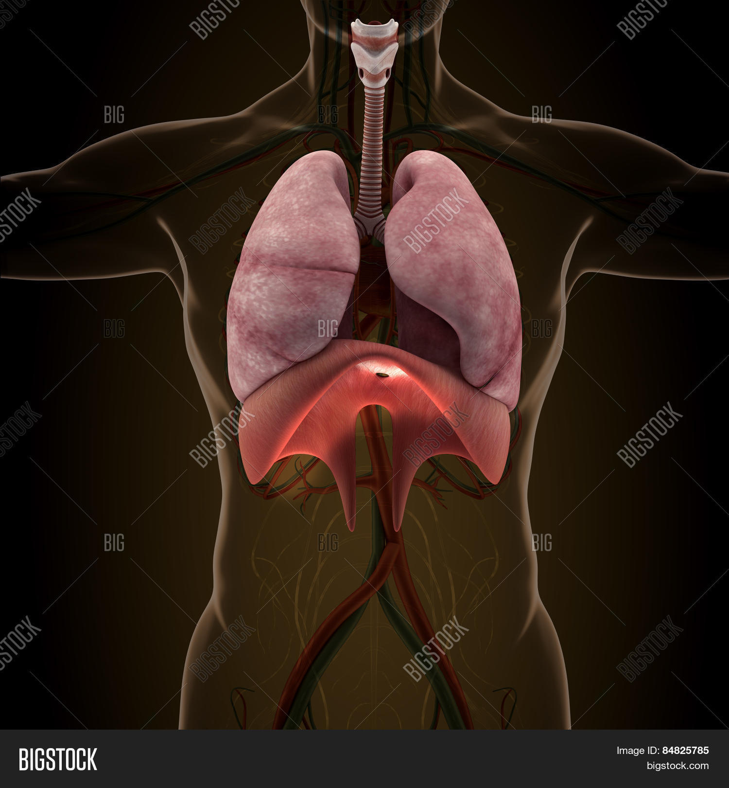 Anatomy Human Organs X Image & Photo (Free Trial) | Bigstock