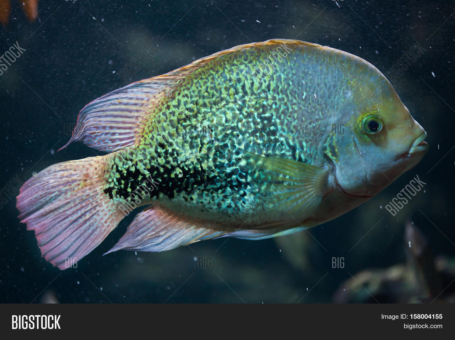 Oaxaca Cichlid (Vieja Image & Photo (Free Trial) | Bigstock