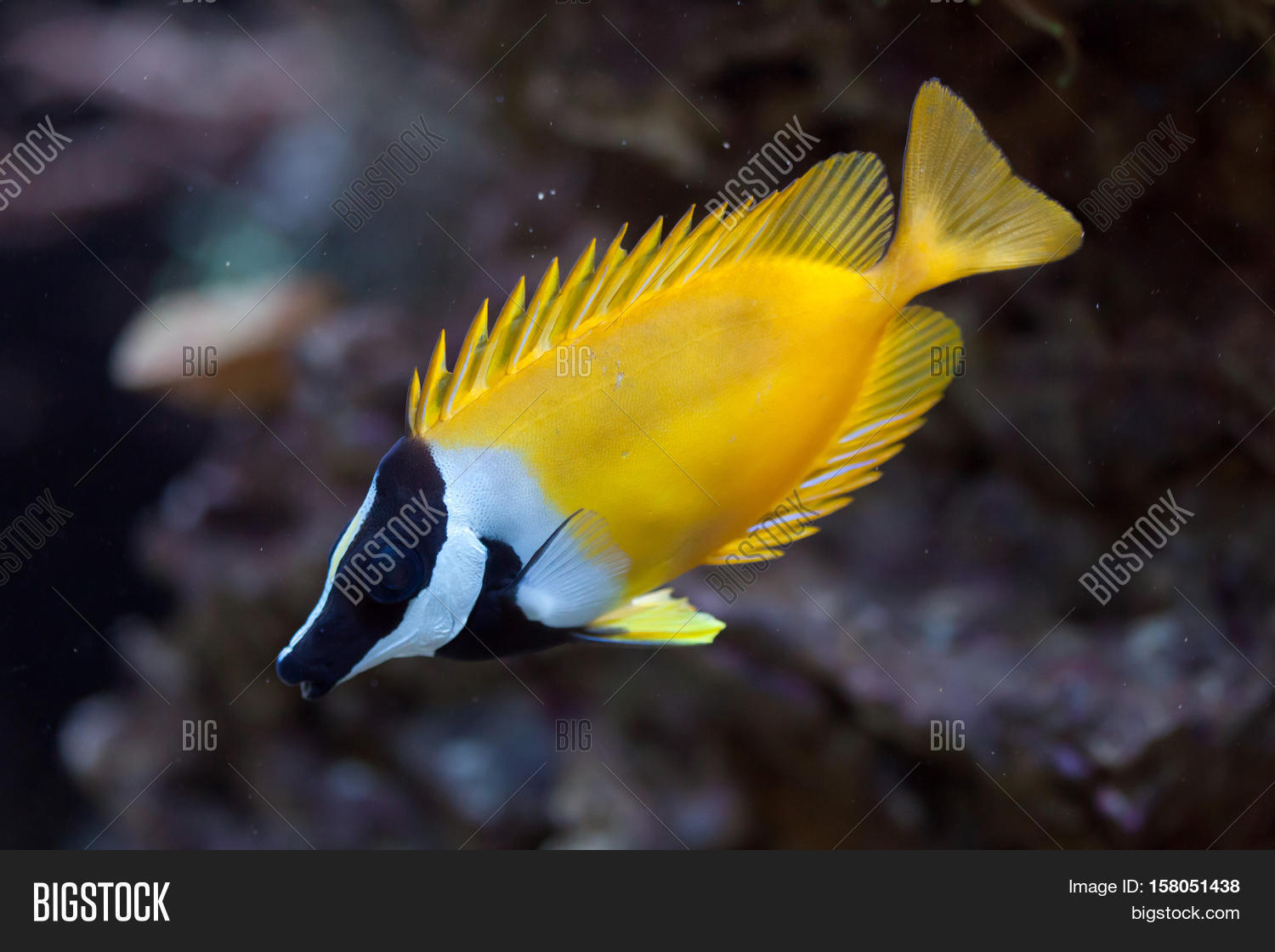 Foxface Rabbitfish ( Image & Photo (Free Trial) | Bigstock