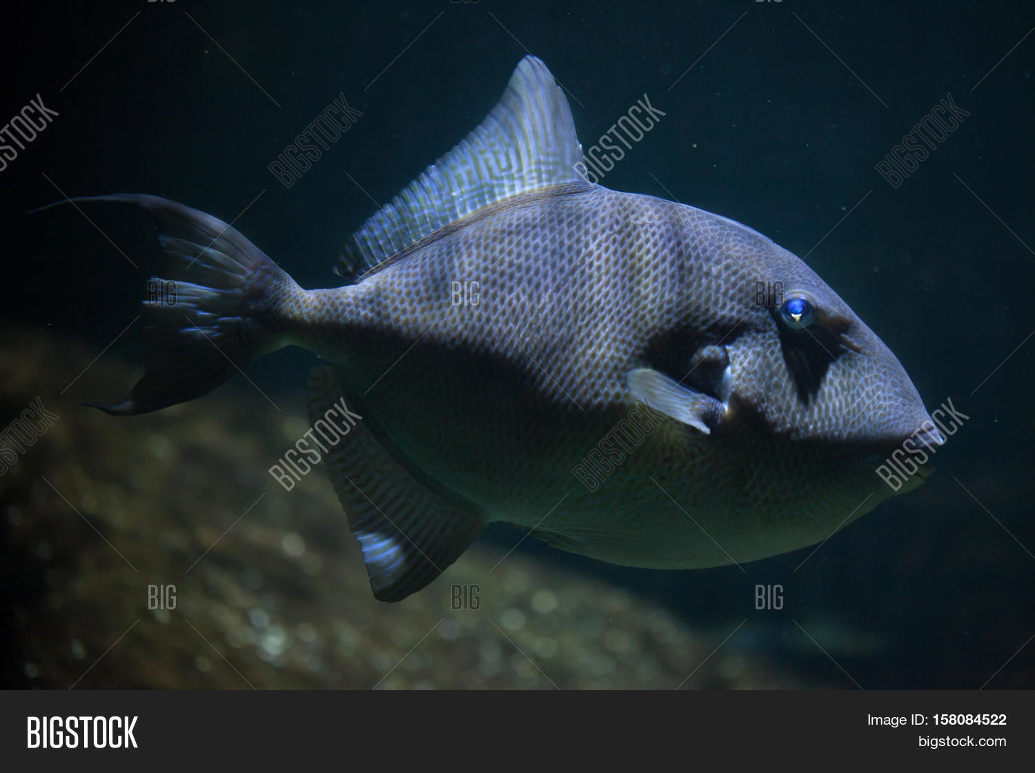 Grey Triggerfish ( Image & Photo (Free Trial) | Bigstock