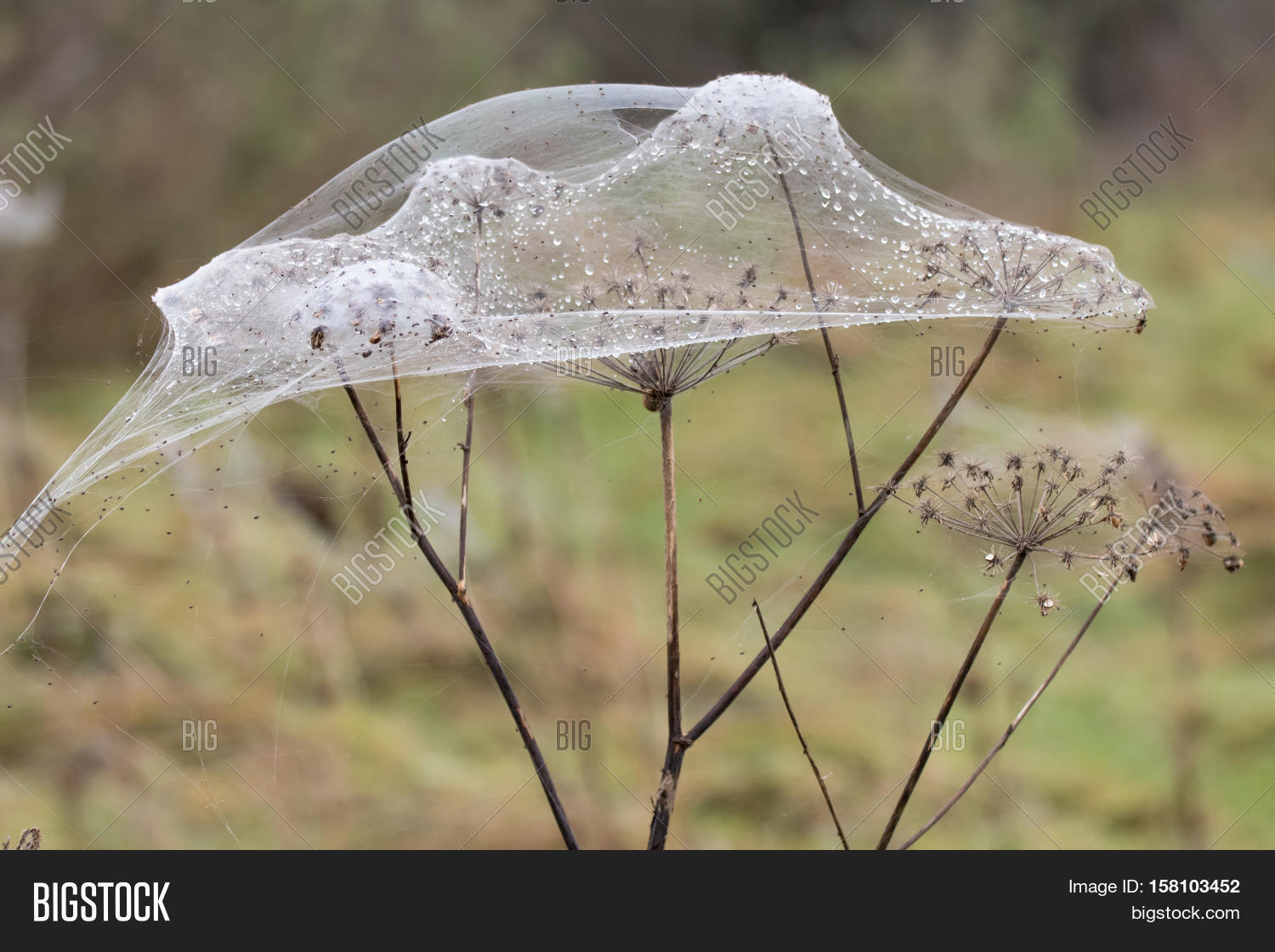 Spider Webs Spiders On Image & Photo (Free Trial) | Bigstock