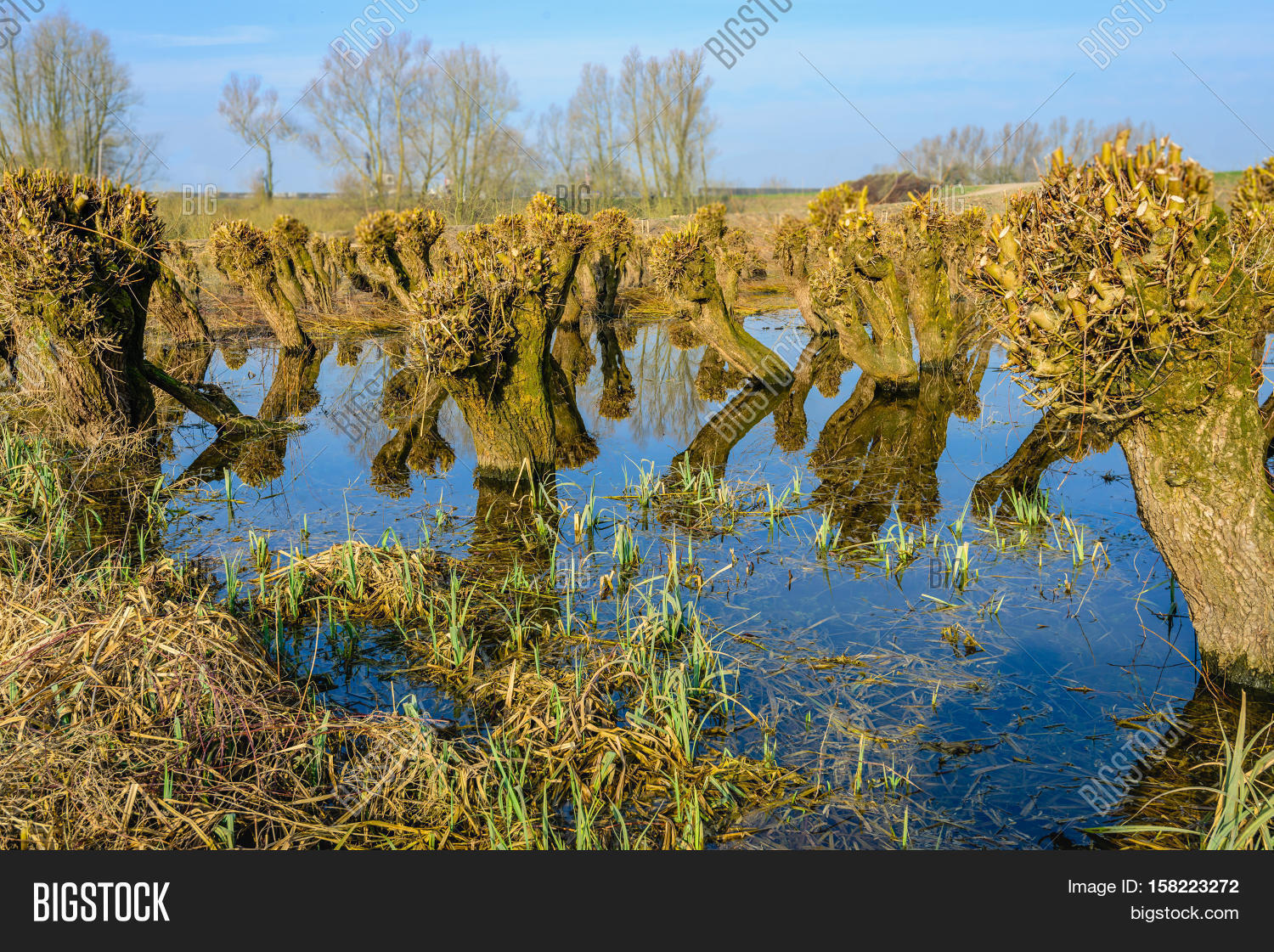 Pollarded Old Image & Photo (Free Trial) | Bigstock