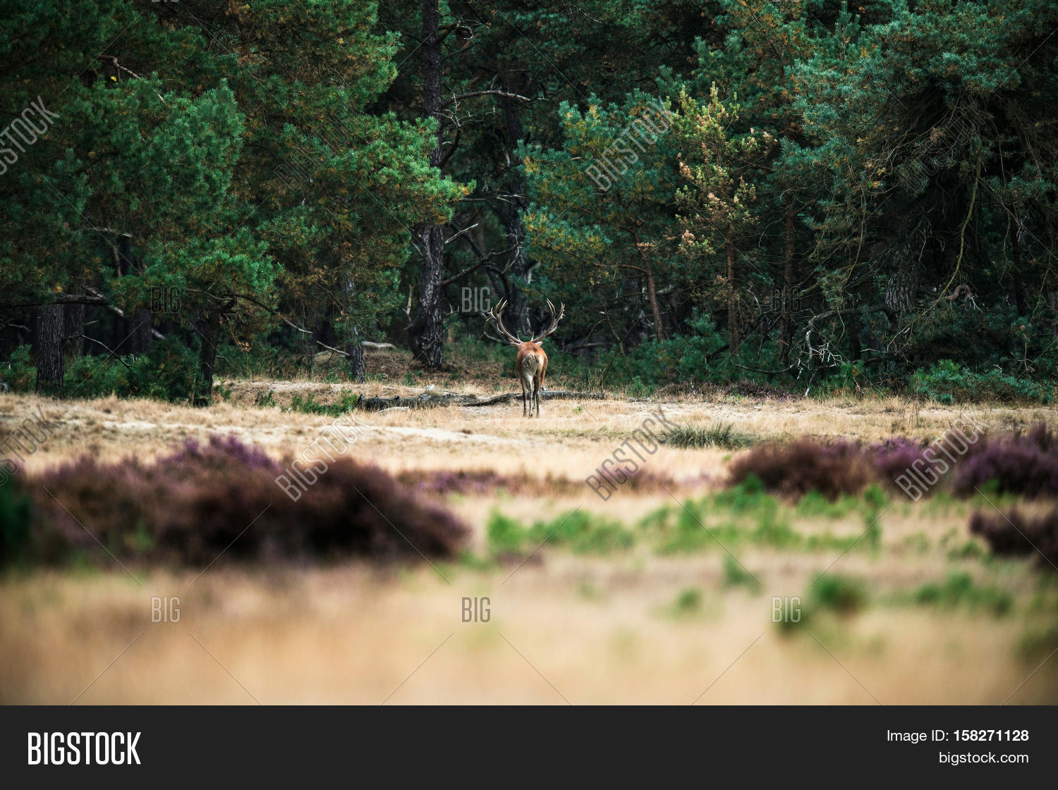 Red Deer Stag Walking Image & Photo (Free Trial) | Bigstock