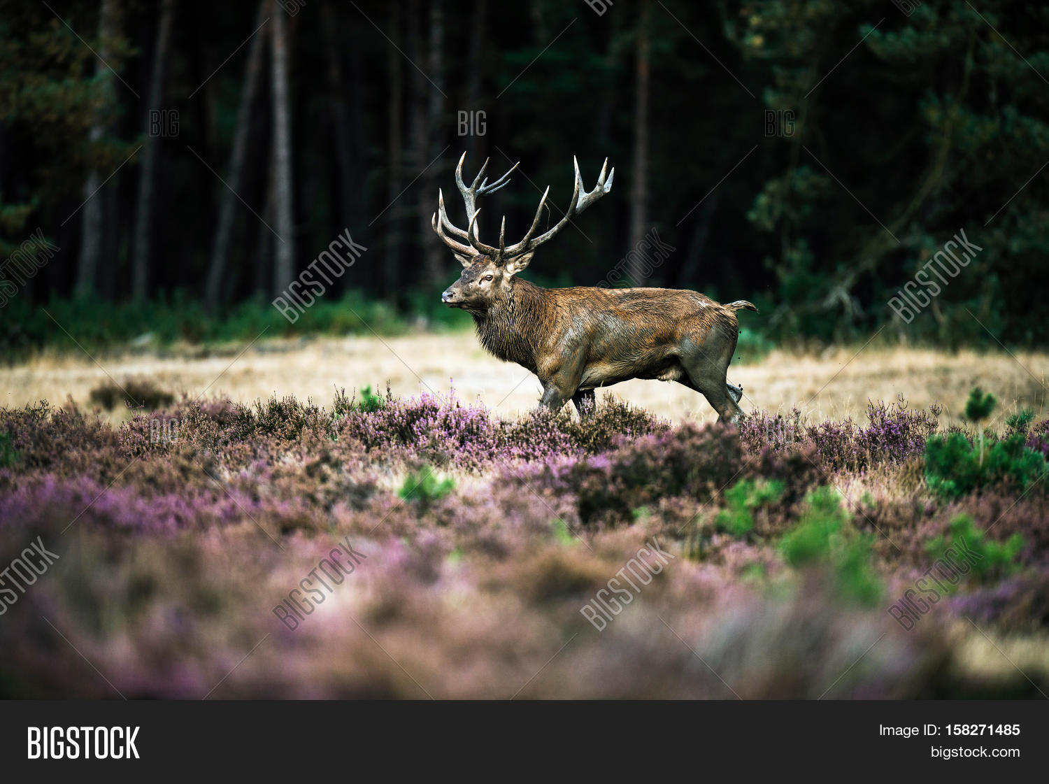 Red Deer Stag Walking Image & Photo (Free Trial) | Bigstock